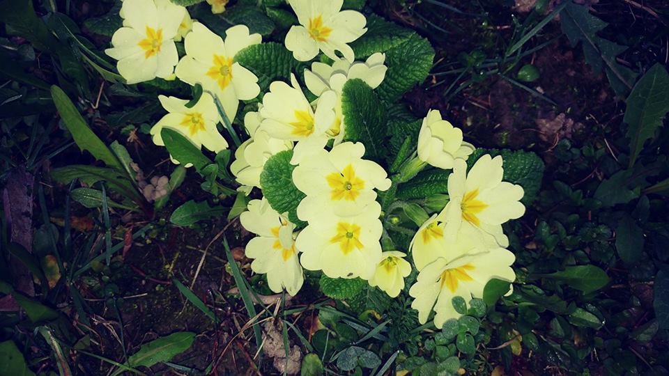 Ljekovita svojstva jaglaca – Radio Banovina