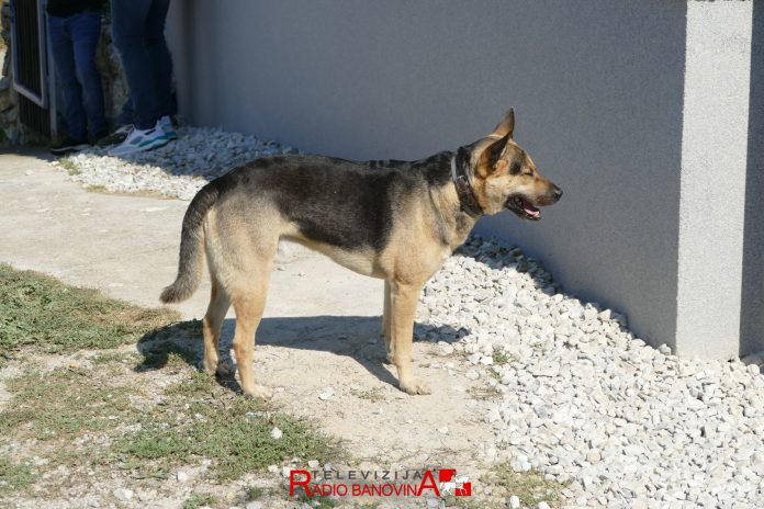 Nesretni pas pao s trećeg kata pa ozlijedio trudnicu