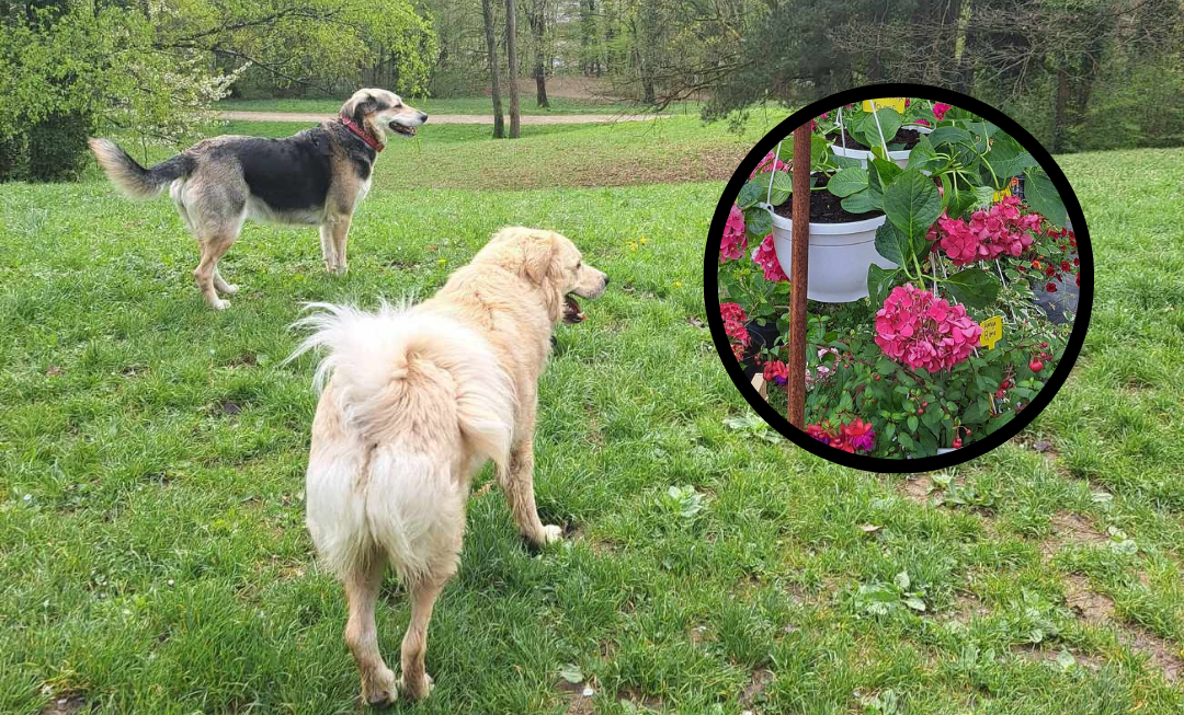 Otrovne sobne i vrtne biljke za vaše ljubimce; od povraćanja do kobnih posljedica – Radio Banovina