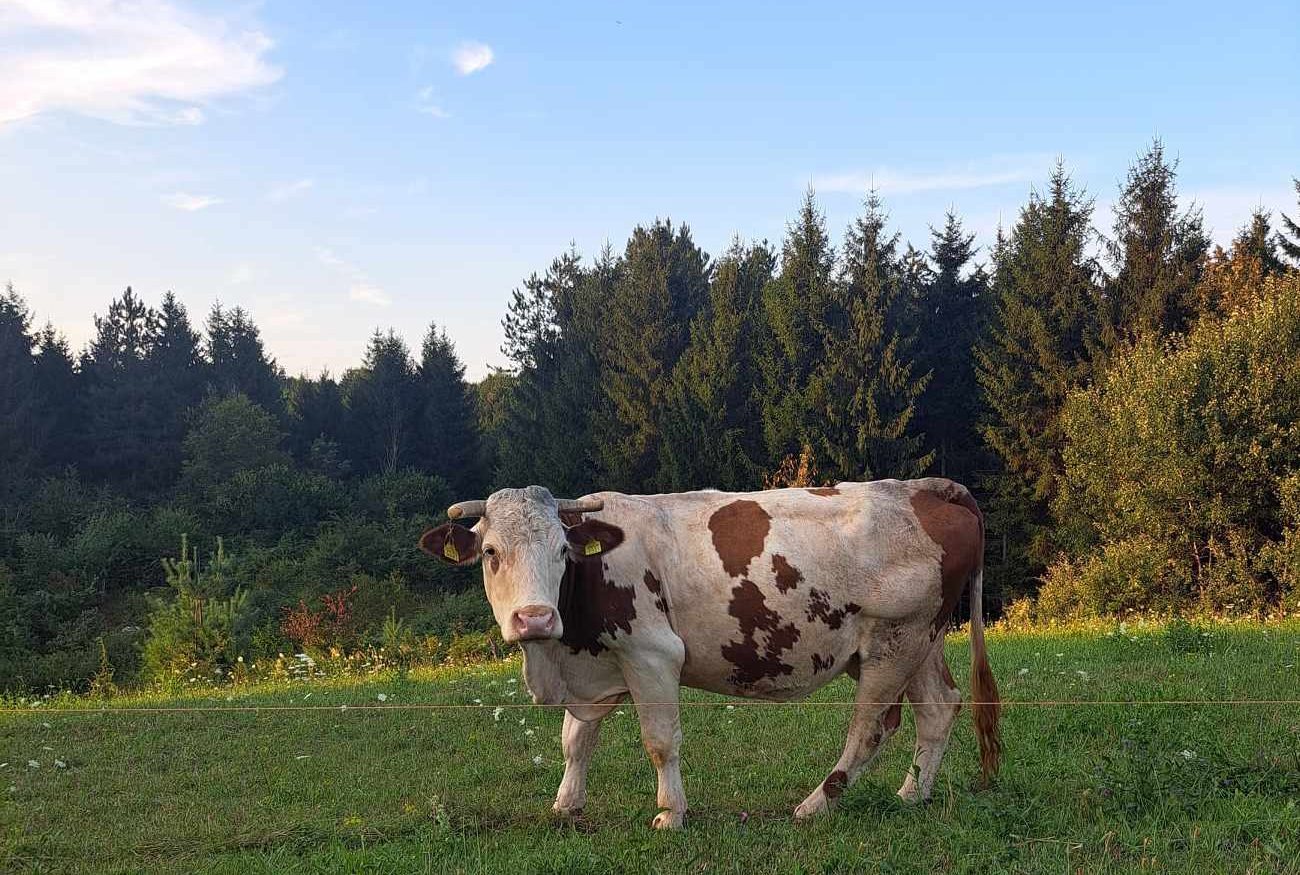 Pojava slinavke i šapa u Mađarskoj: Ministarstvo apelira na pojačan ...